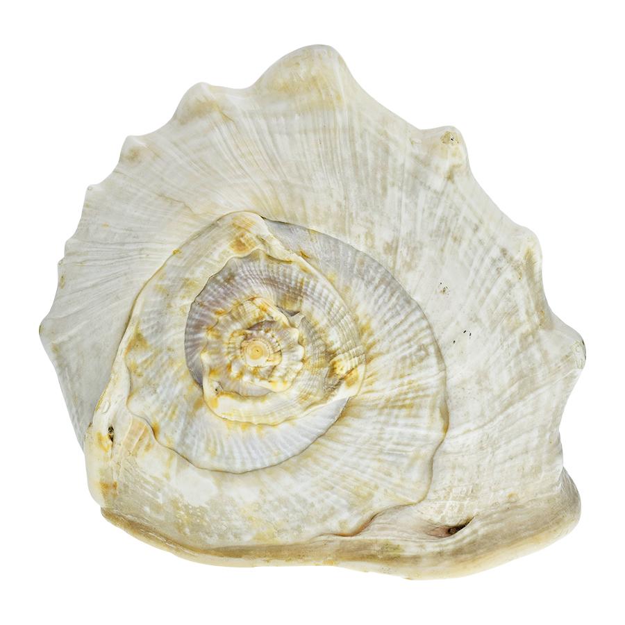 European Carved Cameo Conch Shell - Renaissance Antiques